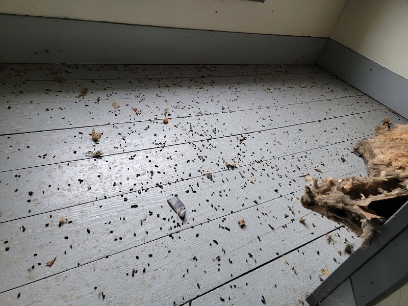 How to Identify Bat Guano Critter Control Signs of Bat Infestation